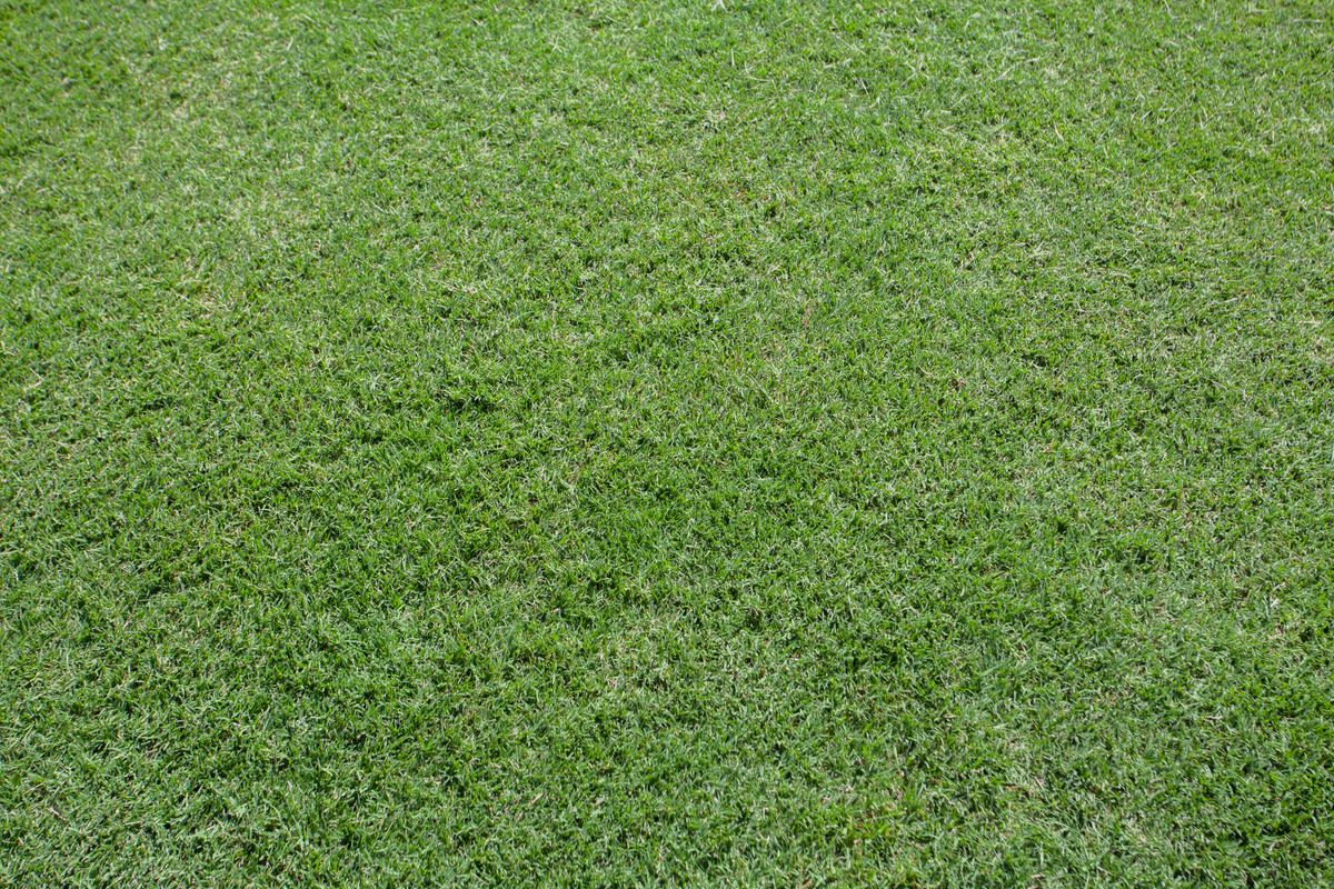 Nullarbor Couch - Twin View Turf - Producer of Australia’s Best Lawns ...
