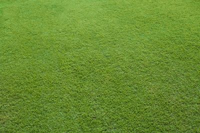 Turf Varieties - Twin View Turf - Producer of Australia’s Best Lawns ...