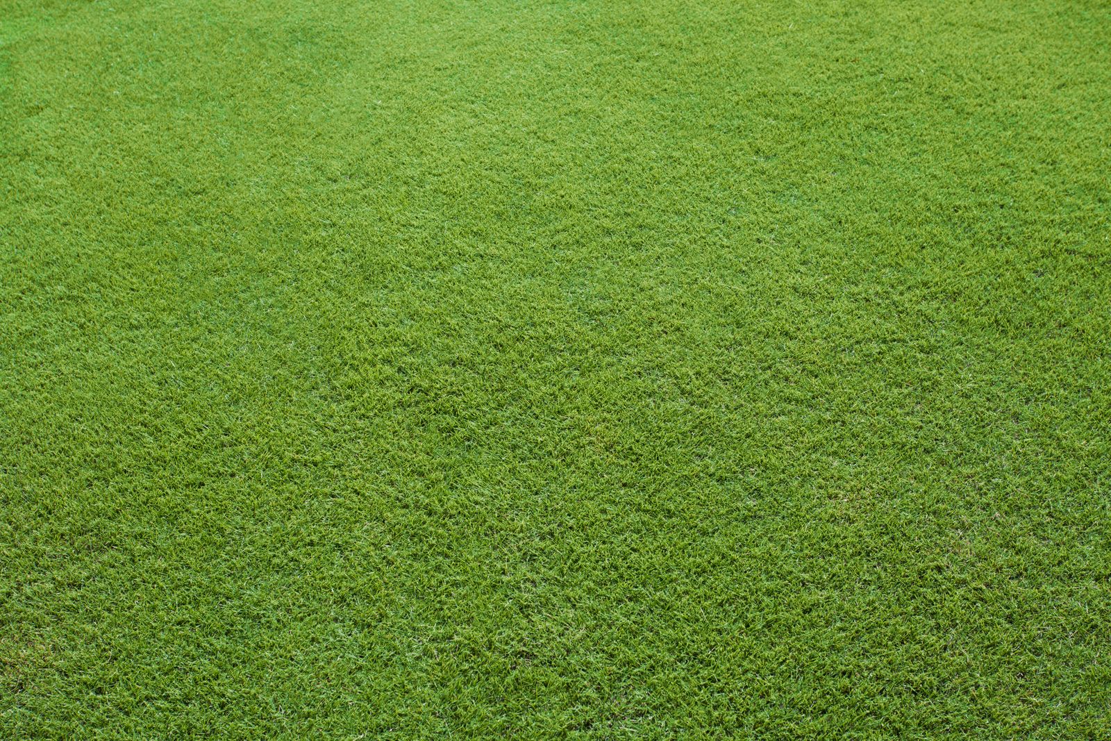 Turf Varieties - Twin View Turf - Producer of Australia’s Best Lawns ...