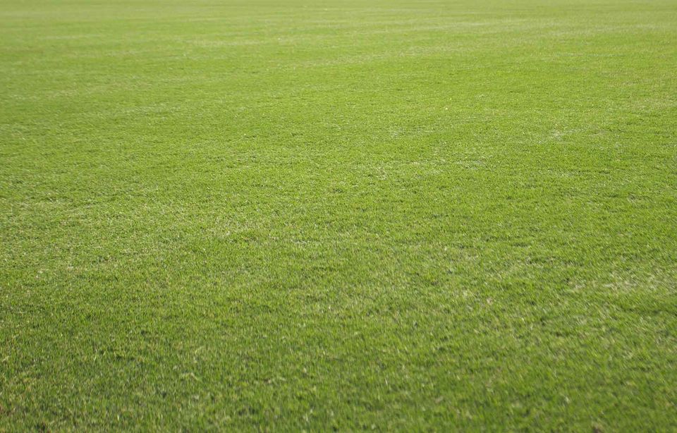 Sports Turf - Twin View Turf - Producer of Australia’s Best Lawns ...