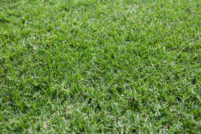 Nullarbor Couch - Twin View Turf - Producer of Australia’s Best Lawns ...