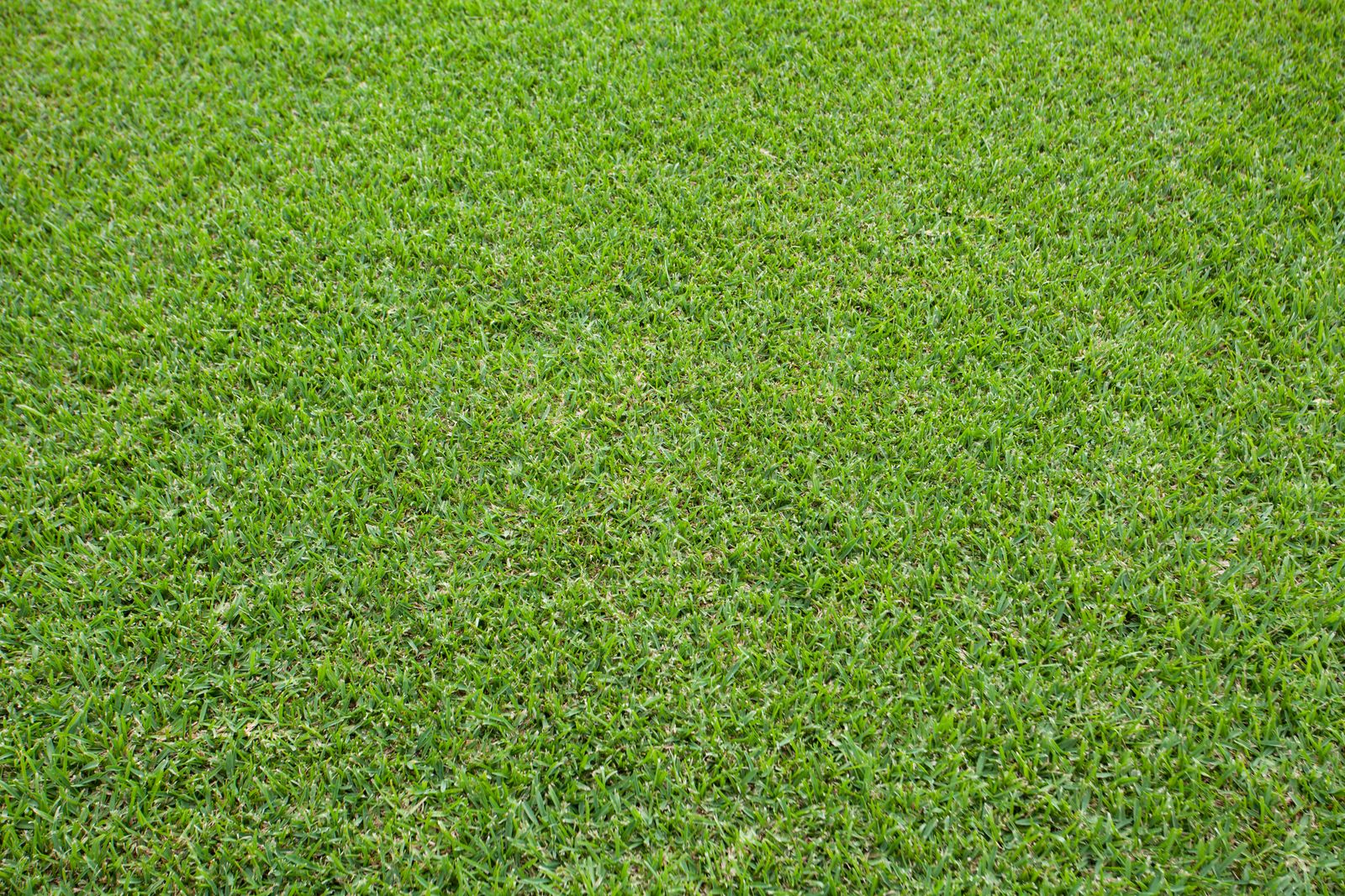 Turf Varieties - Twin View Turf - Producer of Australia’s Best Lawns ...