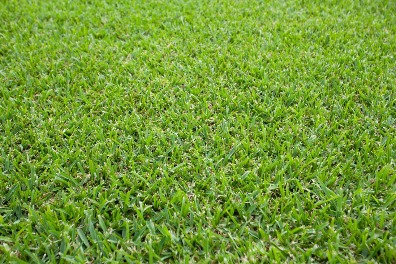 Sir Walter DNA Certified - Twin View Turf - Producer of Australia’s ...