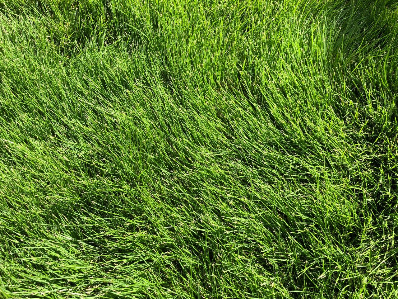 Sir Grange - Twin View Turf - Producer of Australia’s Best Lawns | Twin ...