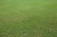 Turf Varieties - Twin View Turf - Producer of Australia’s Best Lawns ...