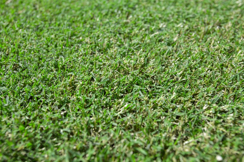 TifTuf - Twin View Turf - Producer of Australia’s Best Lawns | Twin ...