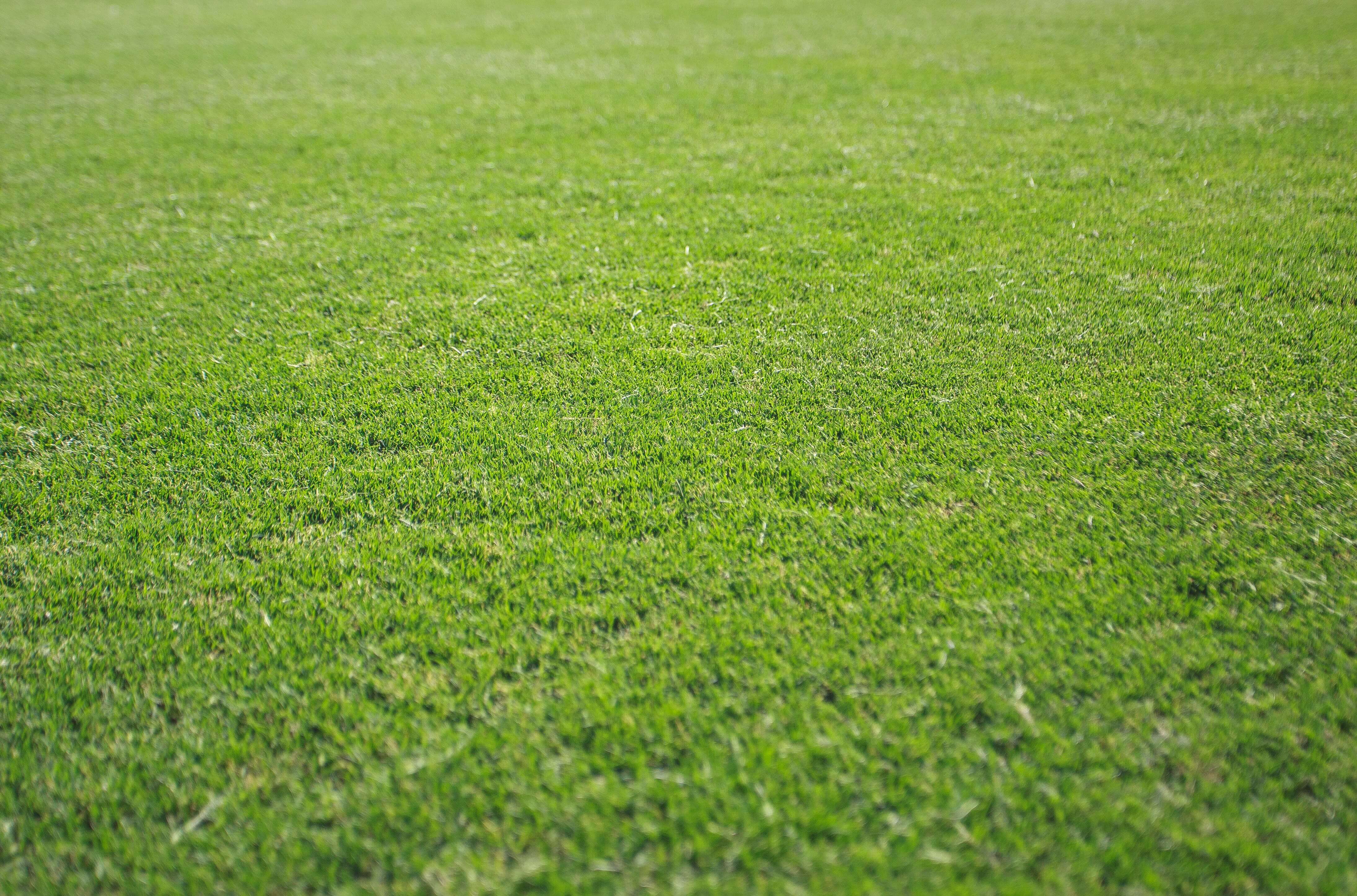 Dolphins Stadium - Twin View Turf - Producer of Australia’s Best Lawns ...