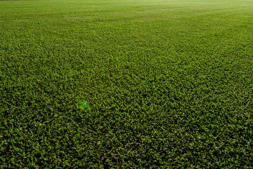 Twin View Turf - Producer of Australia’s Best Lawns | Twin View Turf ...